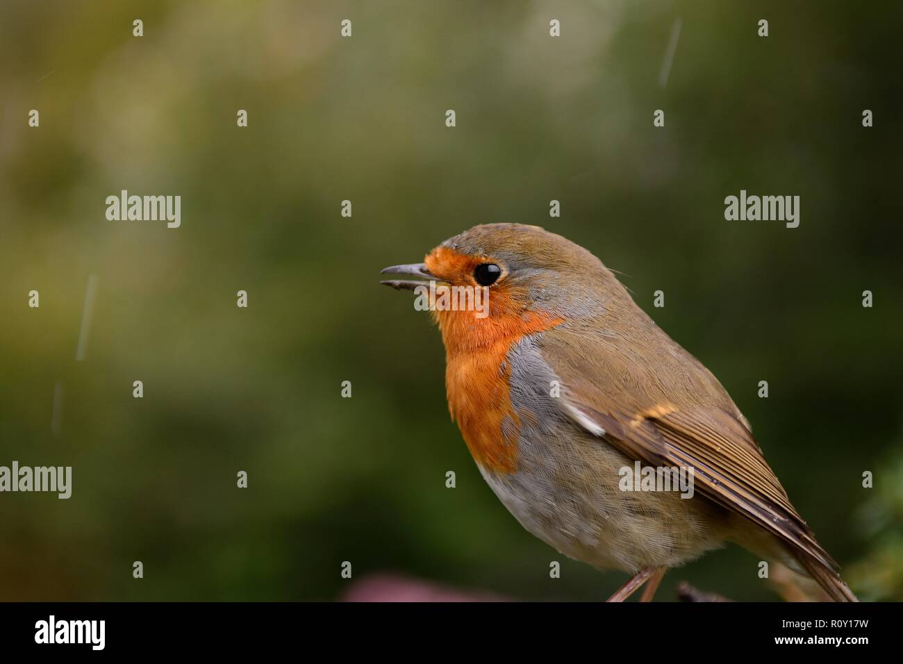 Robin in rain hi-res stock photography and images - Alamy