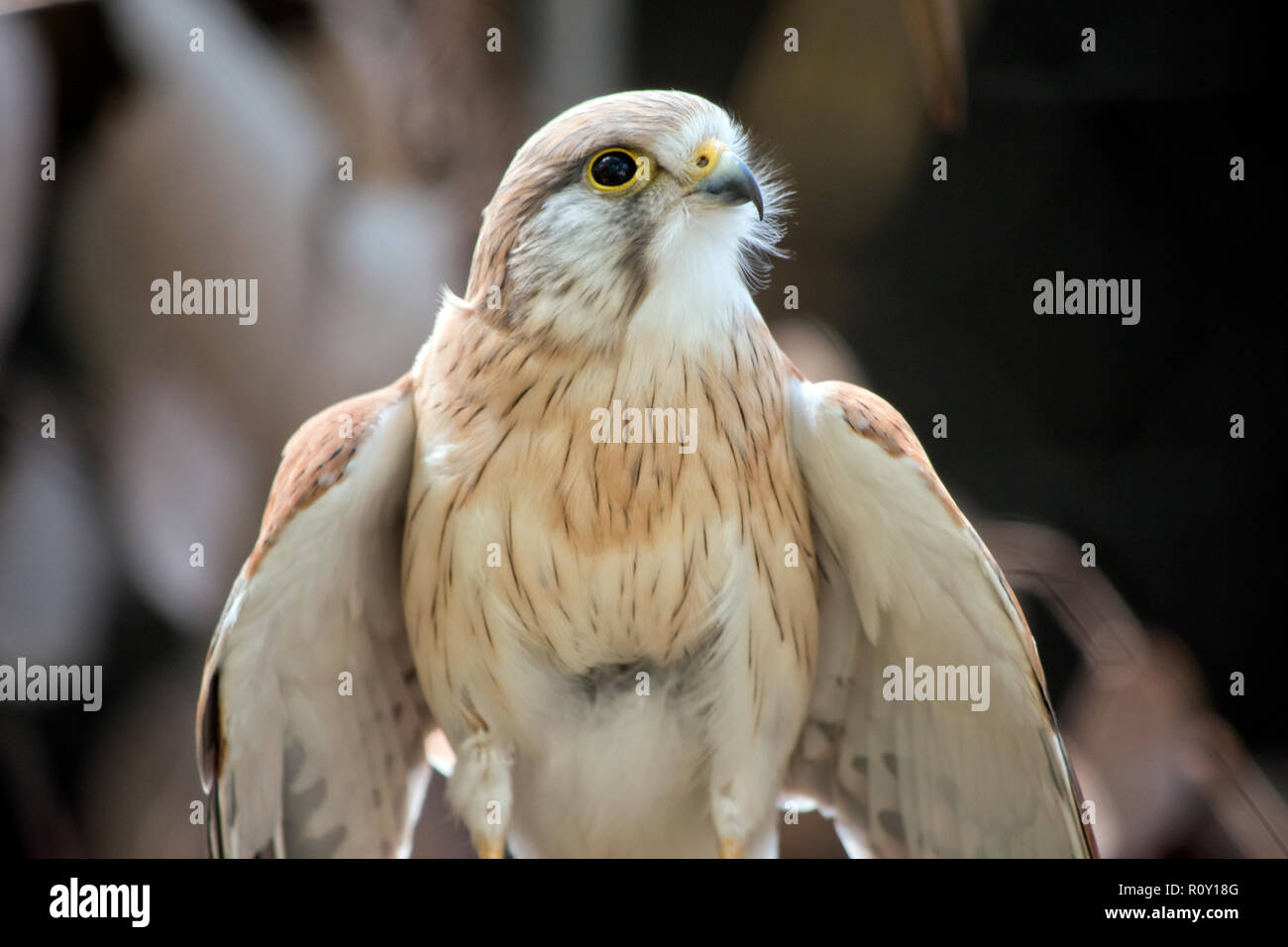Kestrel feathers hi-res stock photography and images - Alamy