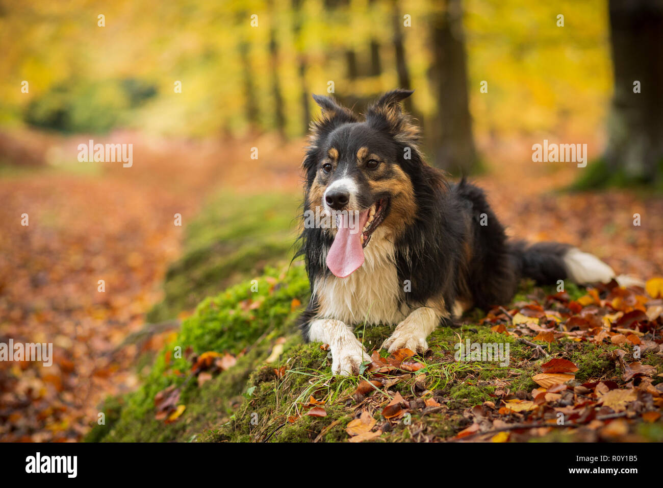 Tri colour border collie hi-res stock photography and images - Alamy