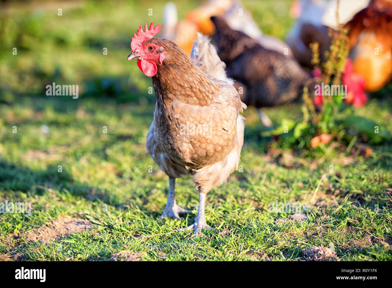 Happy hens hi-res stock photography and images - Alamy