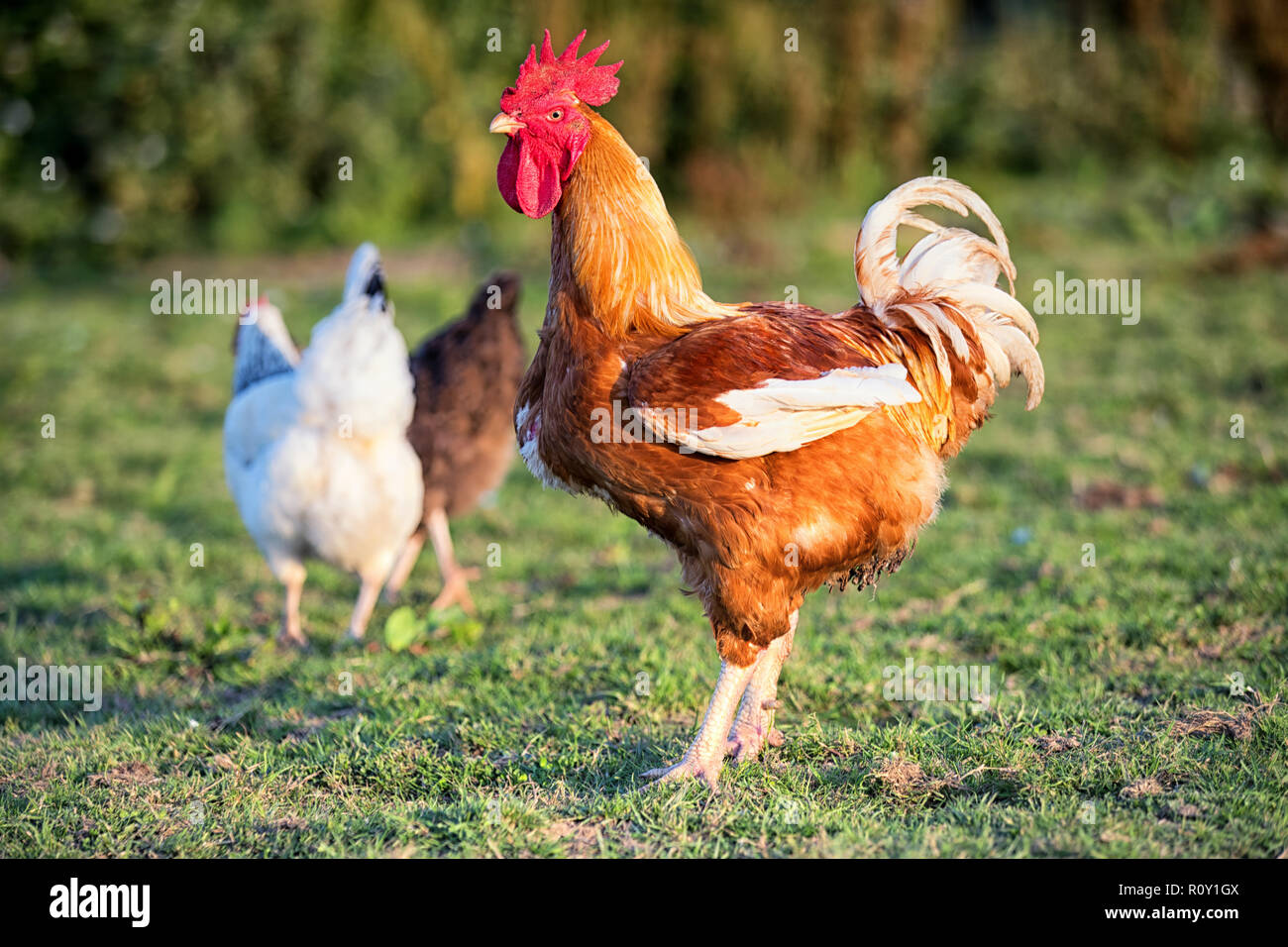 Welsh chicken hi-res stock photography and images - Alamy