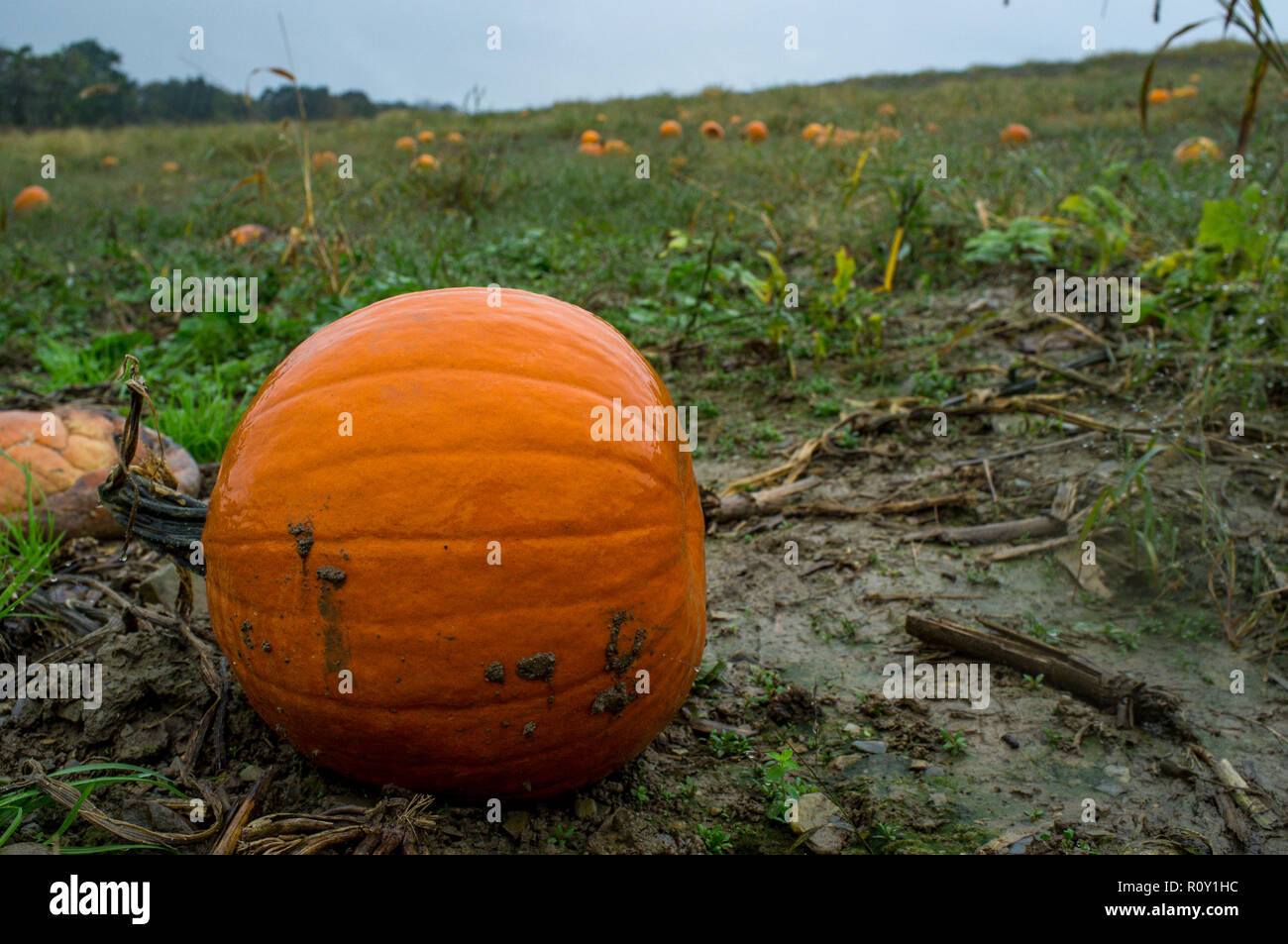 Pumkin patch hi-res stock photography and images - Alamy
