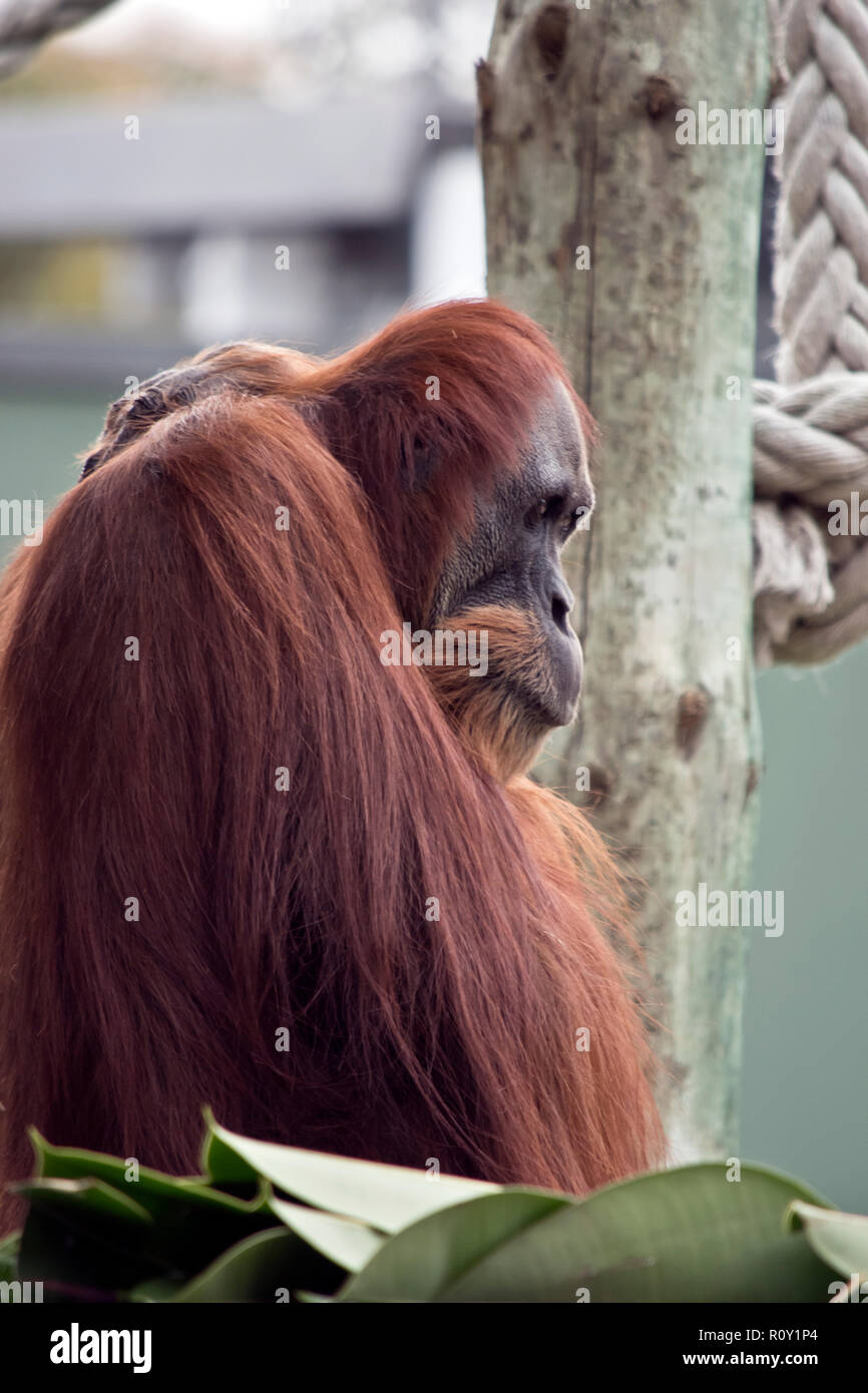 the orangutan is sitting scratching his back Stock Photo - Alamy