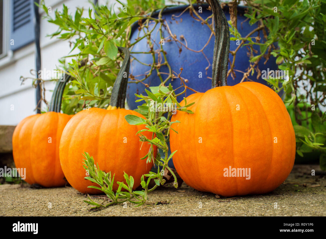 Seasonal autumn orange pumpkins decorating front steps Stock Photo - Alamy