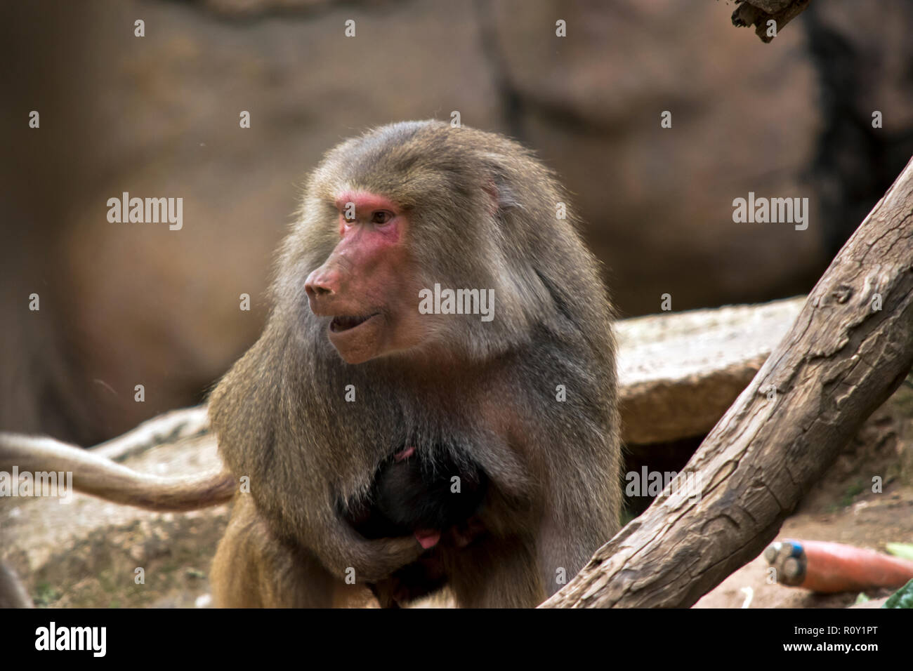 the baboon mother is holding her infant to her chest Stock Photo - Alamy
