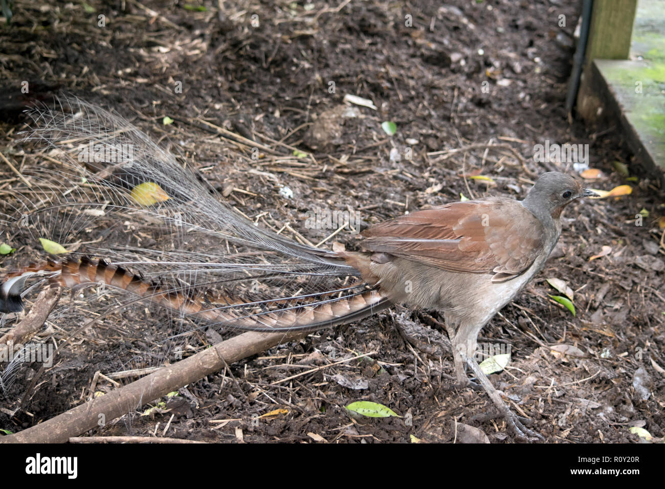 Lyre bird hi-res stock photography and images - Alamy