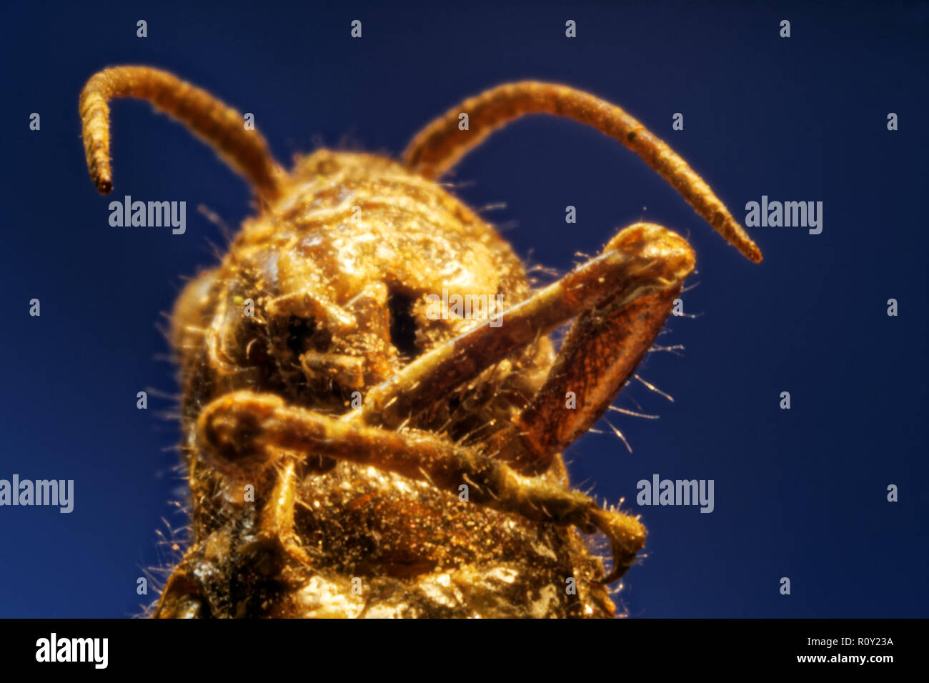 Orthopterous insects hi-res stock photography and images - Alamy