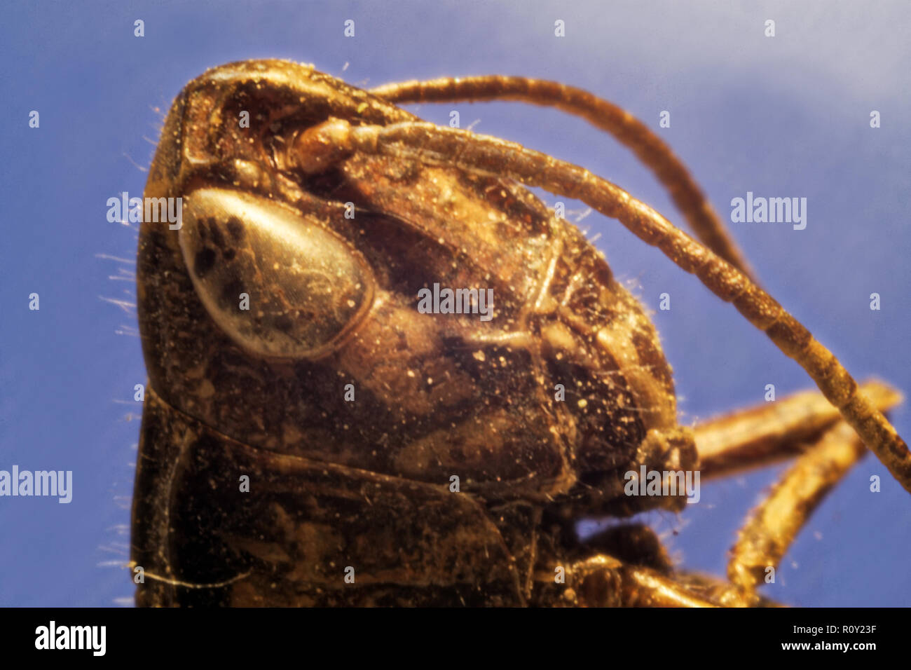 Orthopterous insects hi-res stock photography and images - Alamy