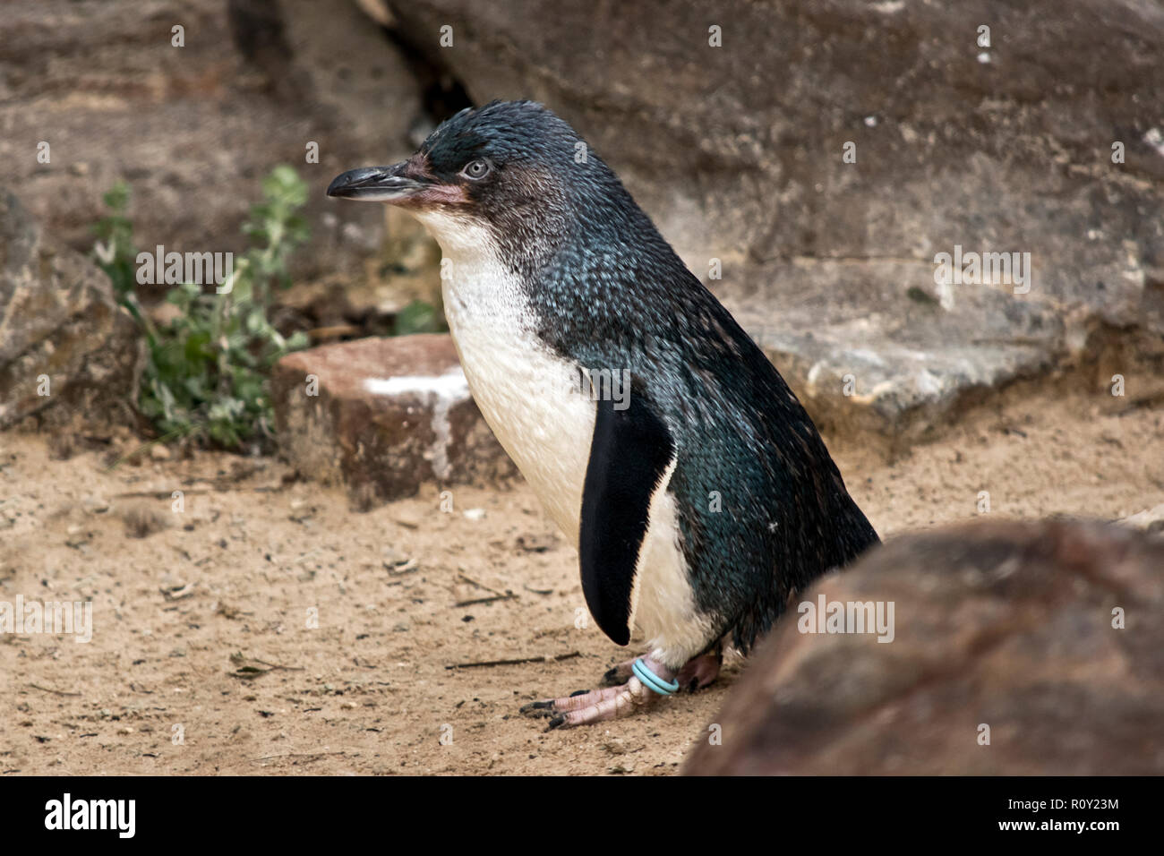 Fairy Penguin High Resolution Stock Photography and Images - Alamy