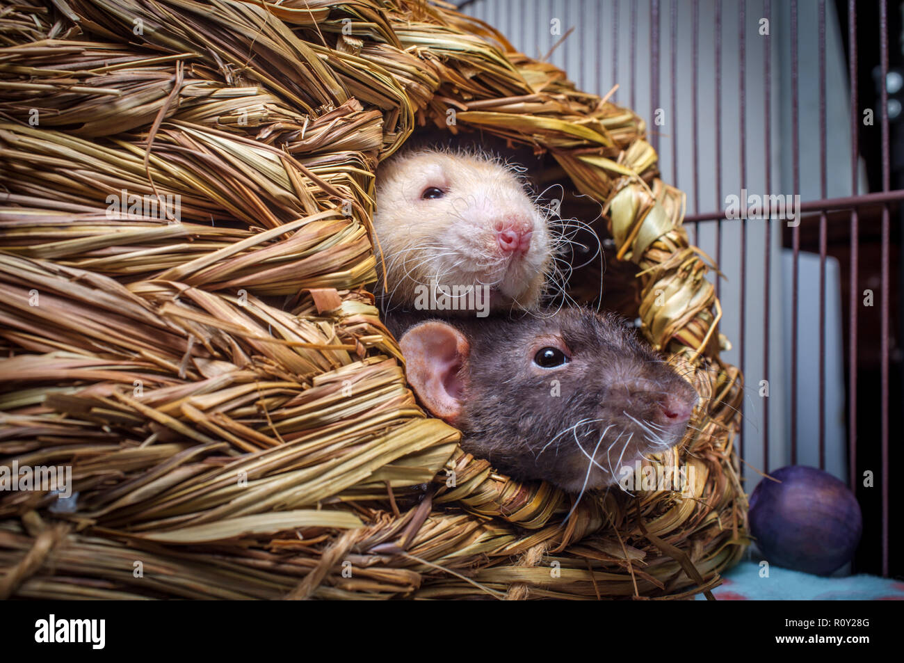 Orange Agouti High Resolution Stock Photography and Images - Alamy