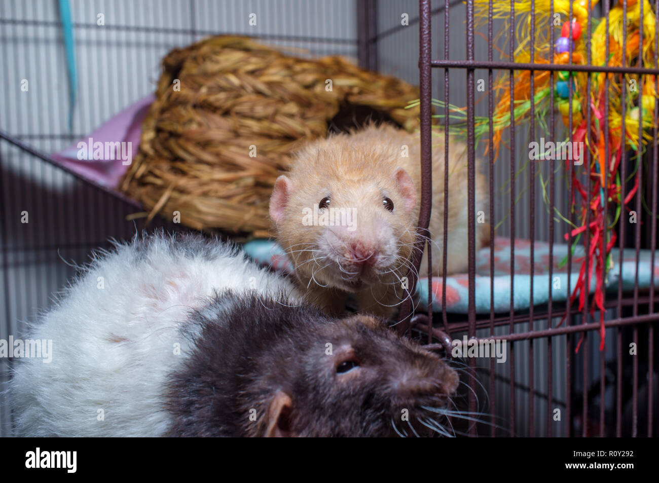 Fancy agouti-colored hooded pet rat and fawn colored rat cuddling Stock ...