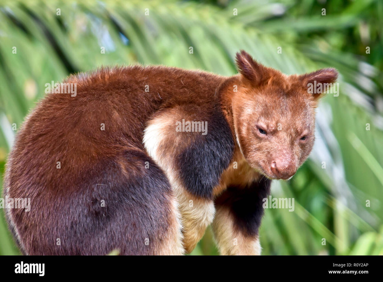 Tree kangaroo hi-res stock photography and images - Alamy