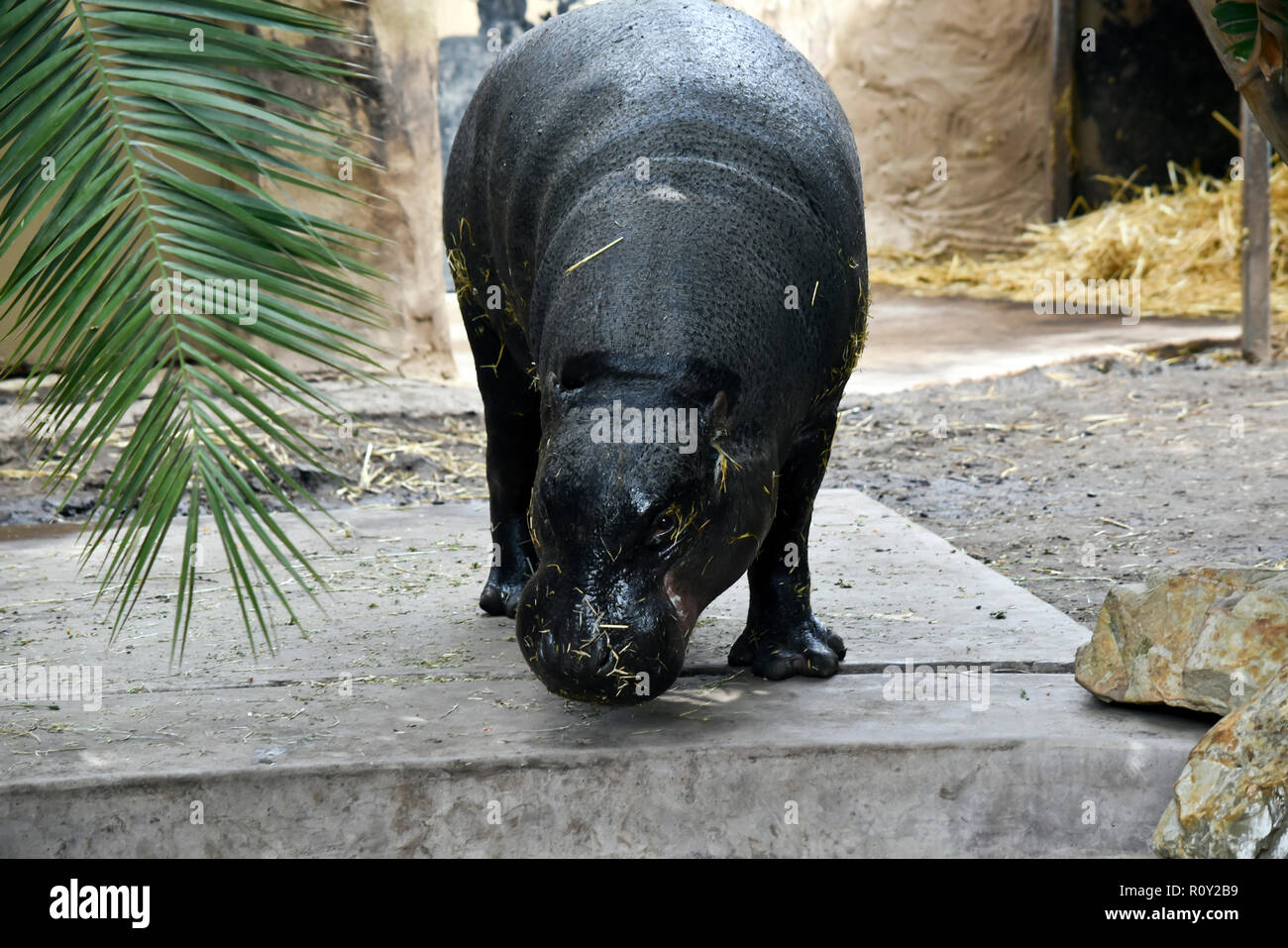 Pygmy hippo hi-res stock photography and images - Alamy