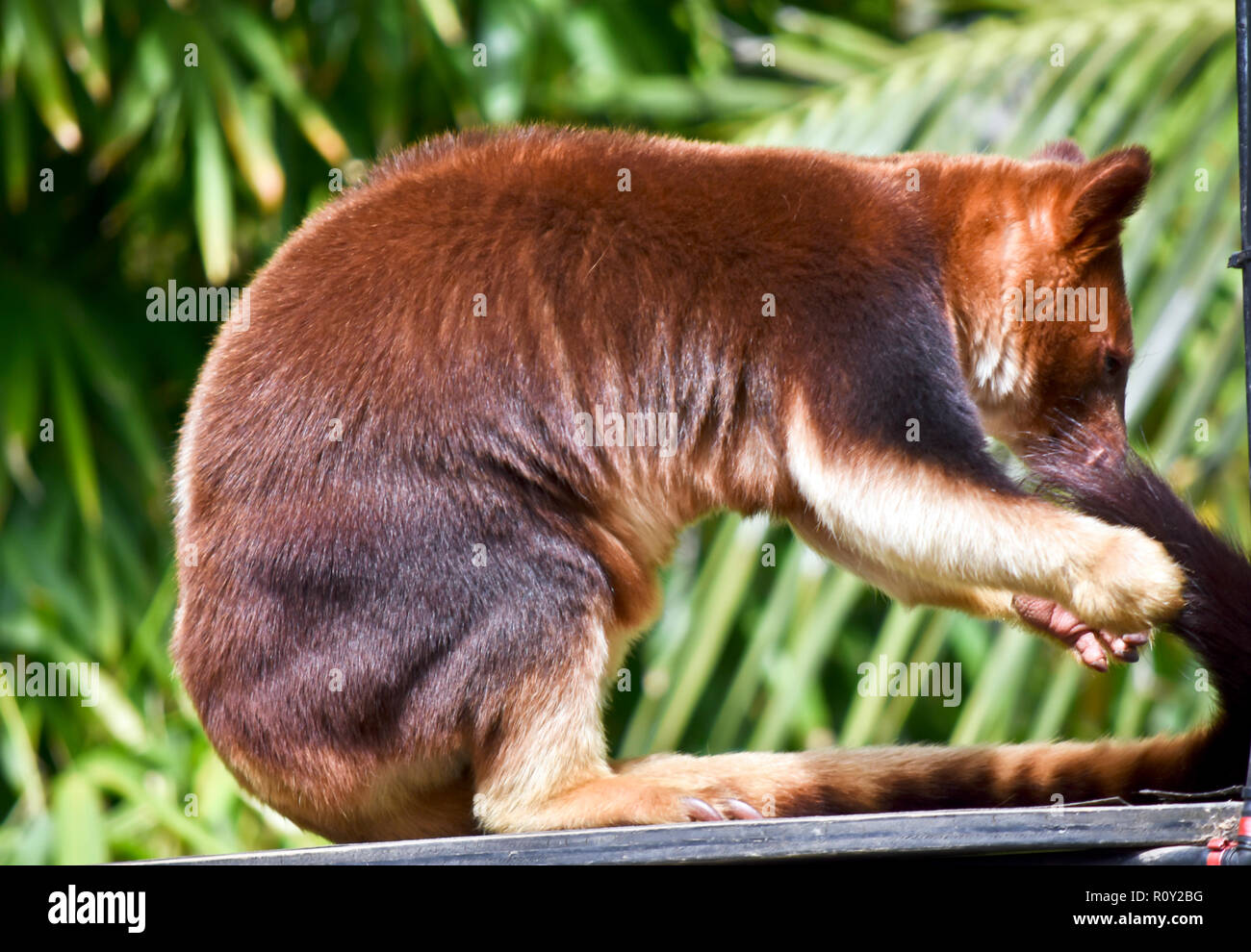 this is a side view of a tree kangaroo inspecting his tail Stock Photo ...