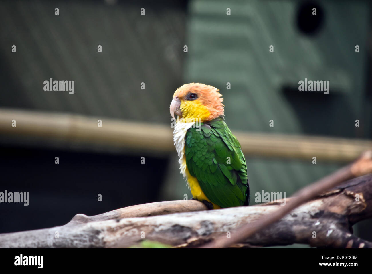 White bellied caique hi-res stock photography and images - Alamy