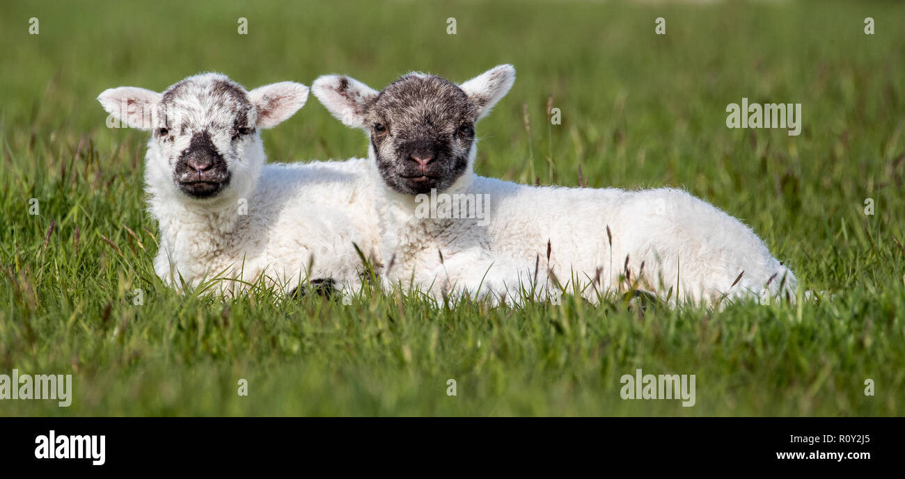 Two very cute baby lambs laid nex to each other in a green field of ...