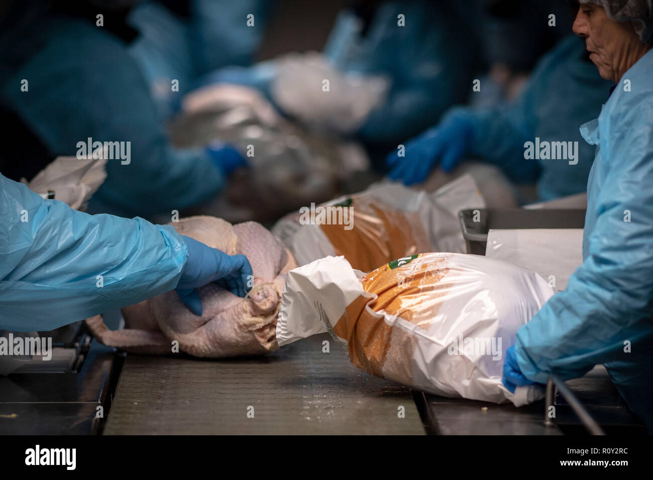 Thanksgiving turkeys are processed and graded by USDA inspectors at ...