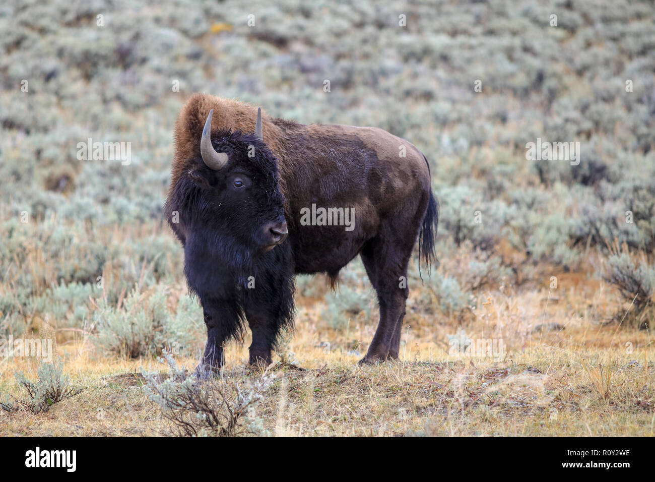 Buffalo in yellowstone hi-res stock photography and images - Alamy