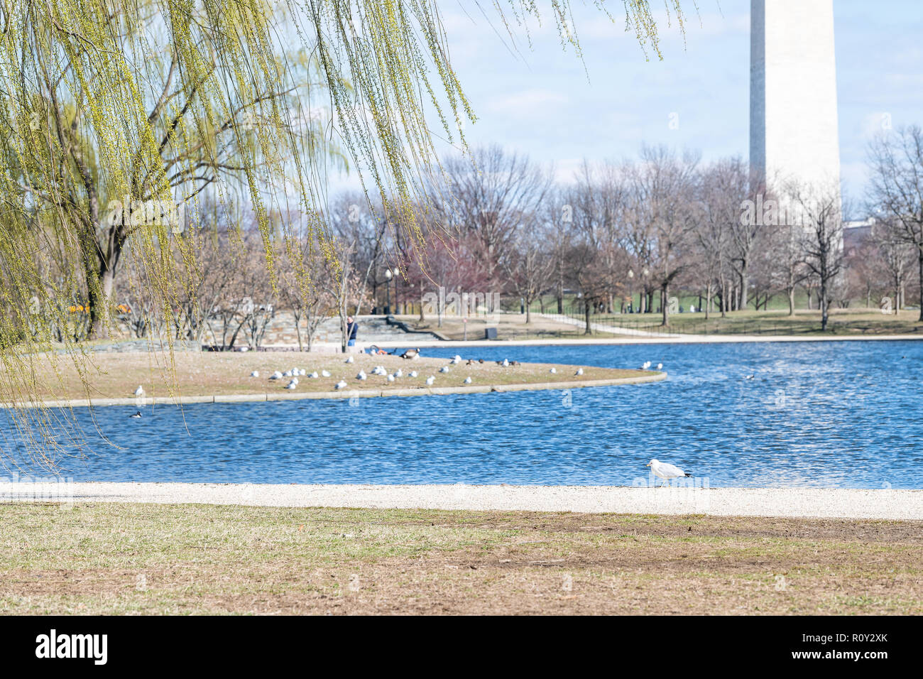 Willow tree branches with green leaves in spring, blue sky, monument in ...