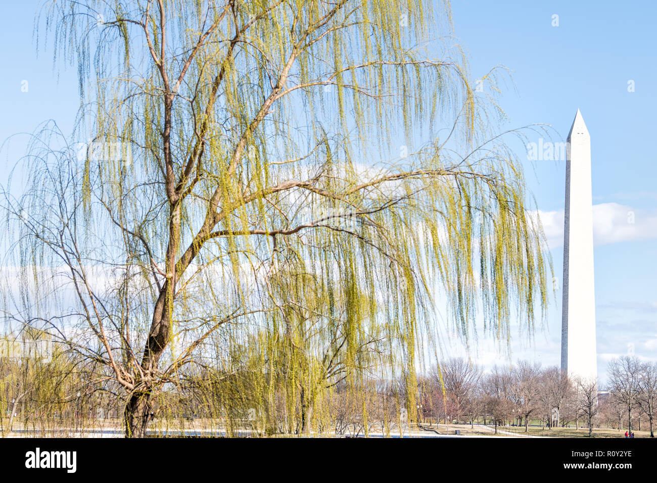 Willow tree branches with green leaves in spring, blue sky, monument in ...