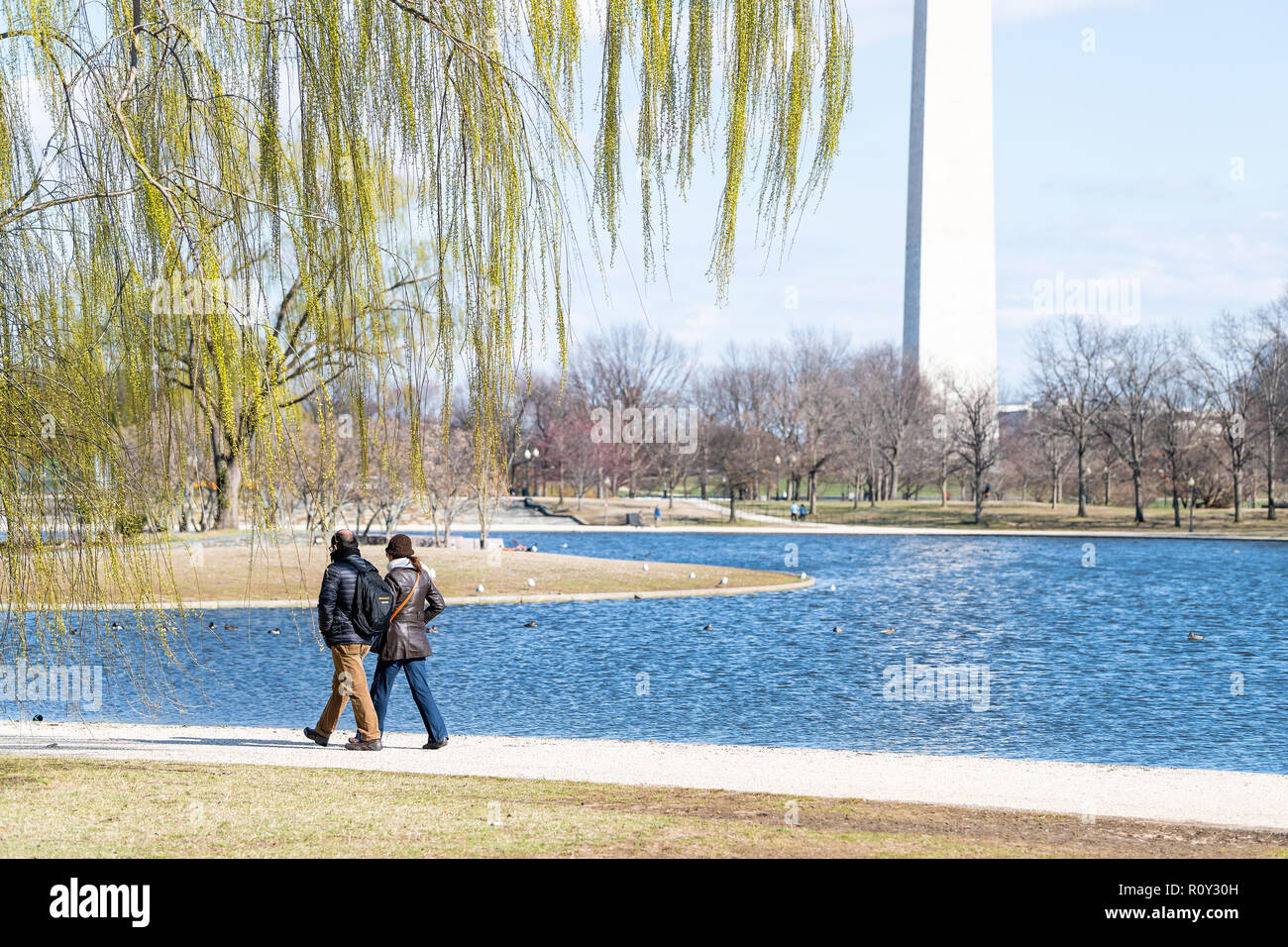 Washington DC, USA - March 9, 2018: Willow tree branches with green ...