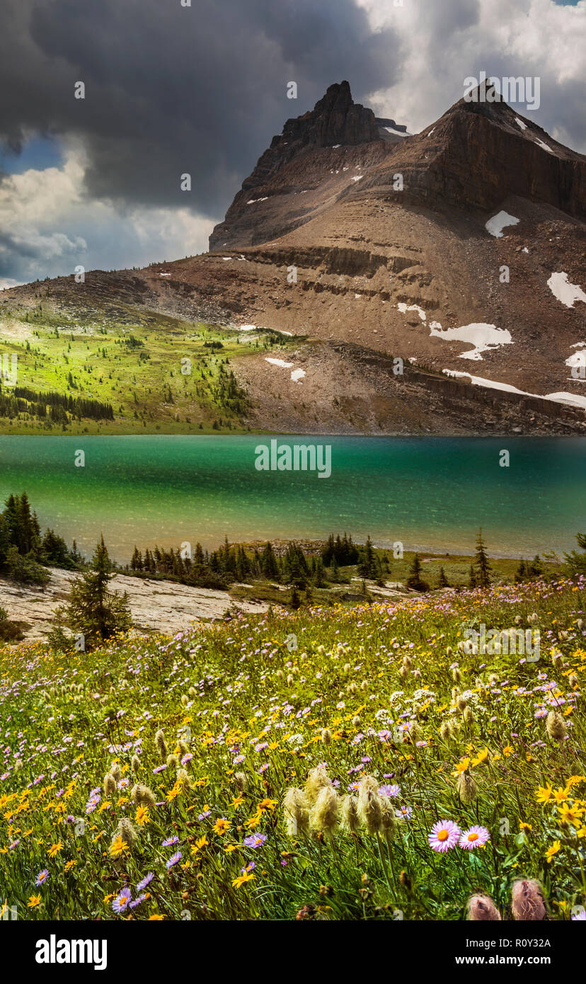 Banff national park mountain wildflowers hi-res stock photography and ...
