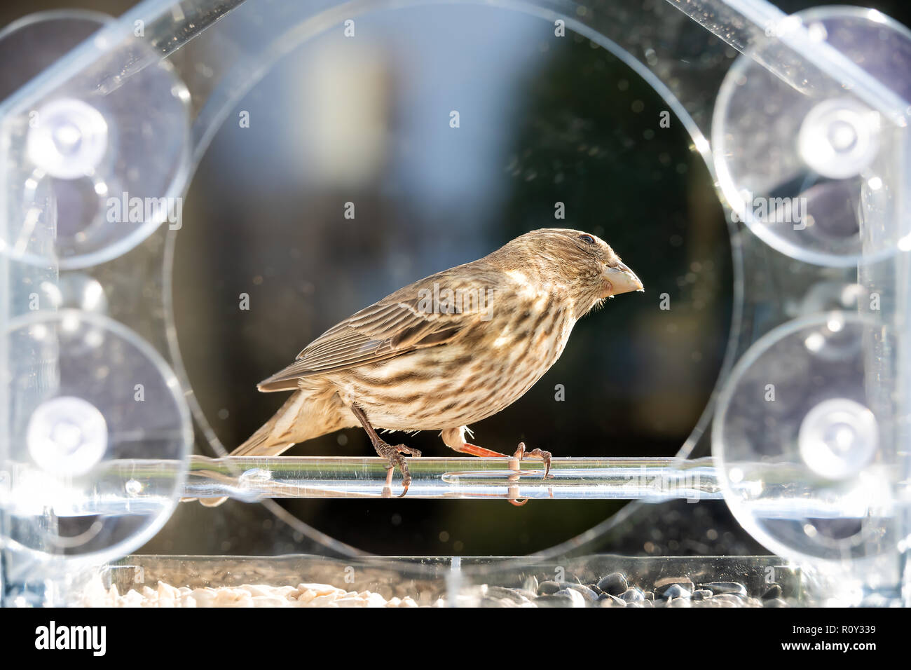 One female gray house finch bird sitting perched on plastic glass ...