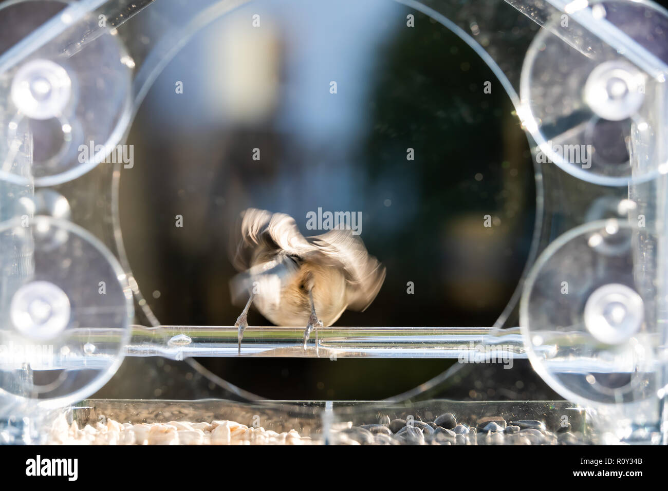 Chickadee flying hi-res stock photography and images - Alamy