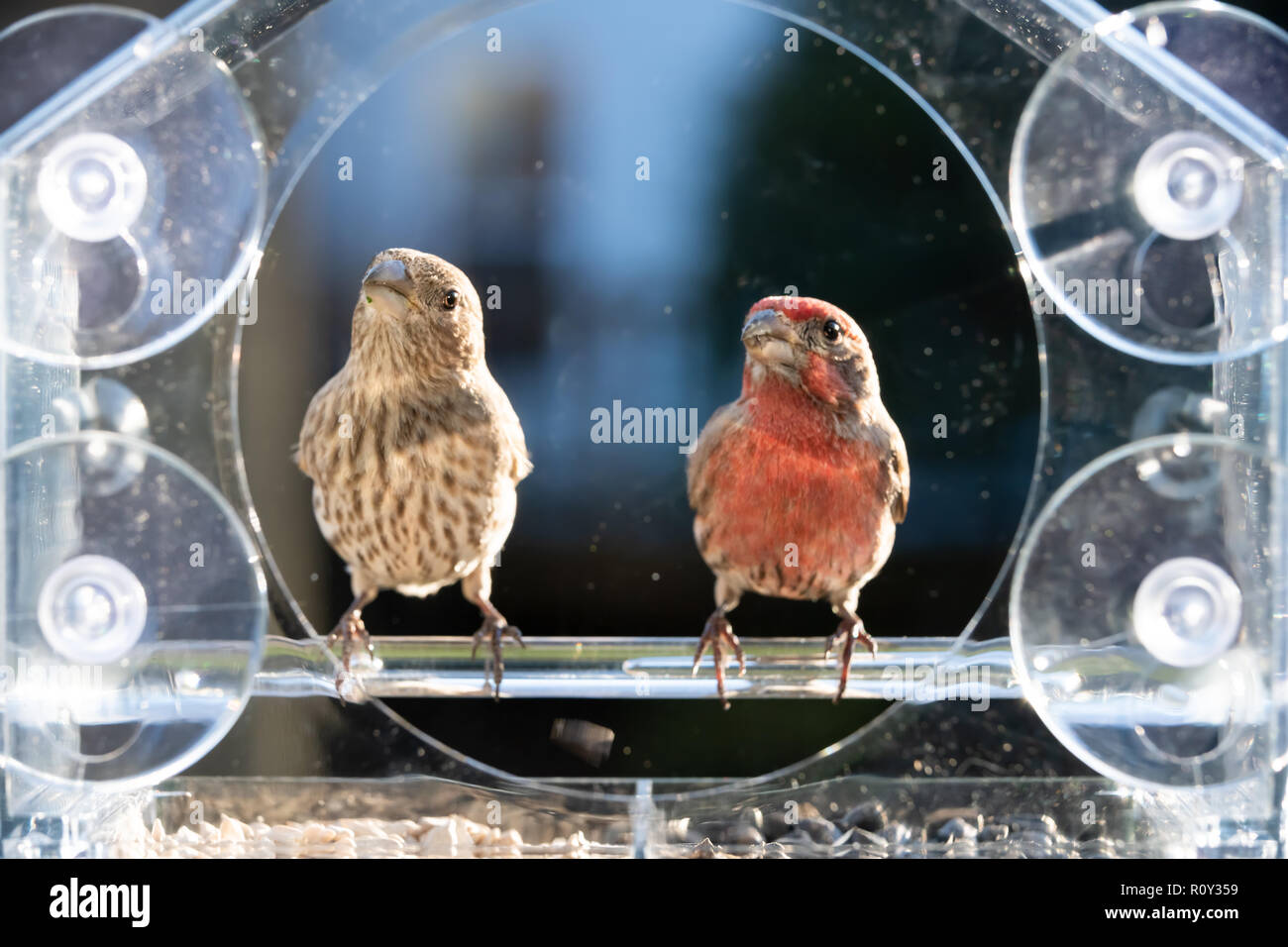 Closeup front of two male, female red, gray house finch birds sitting ...
