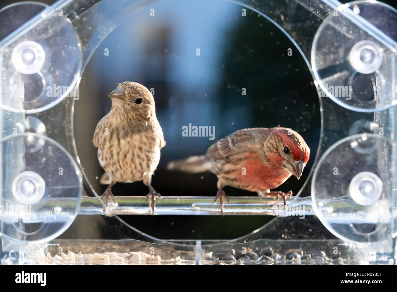 Female house finches hi-res stock photography and images - Alamy