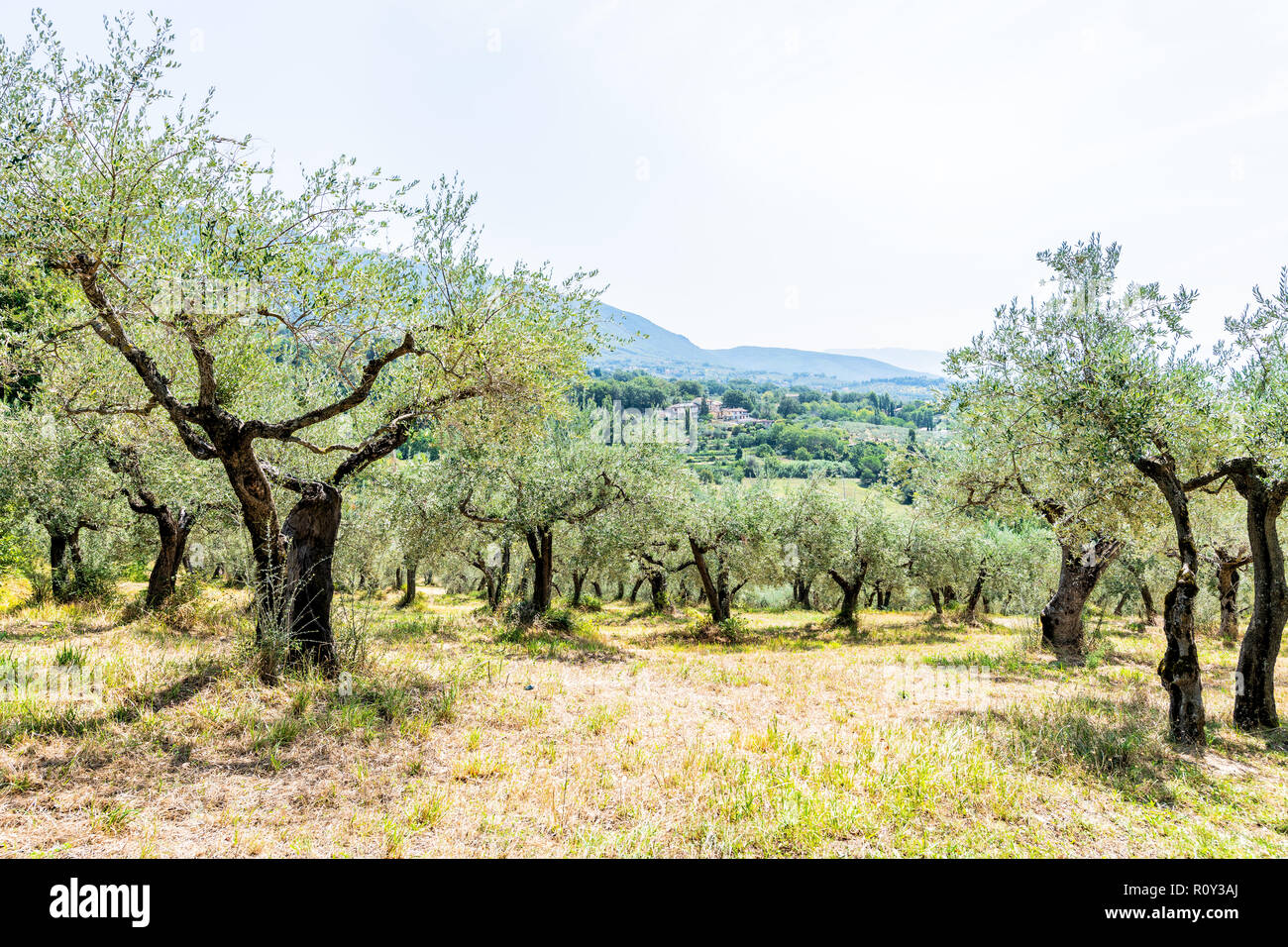 Olive trees in orchard, garden on hills, mountains in town of Assisi ...