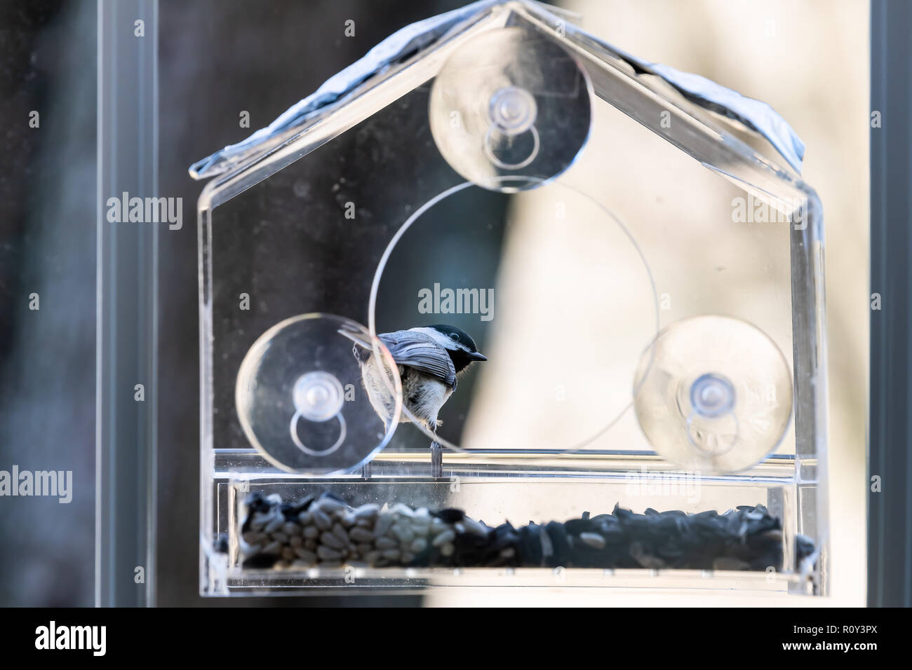 One small chickadee bird sitting perched on plastic glass window feeder ...