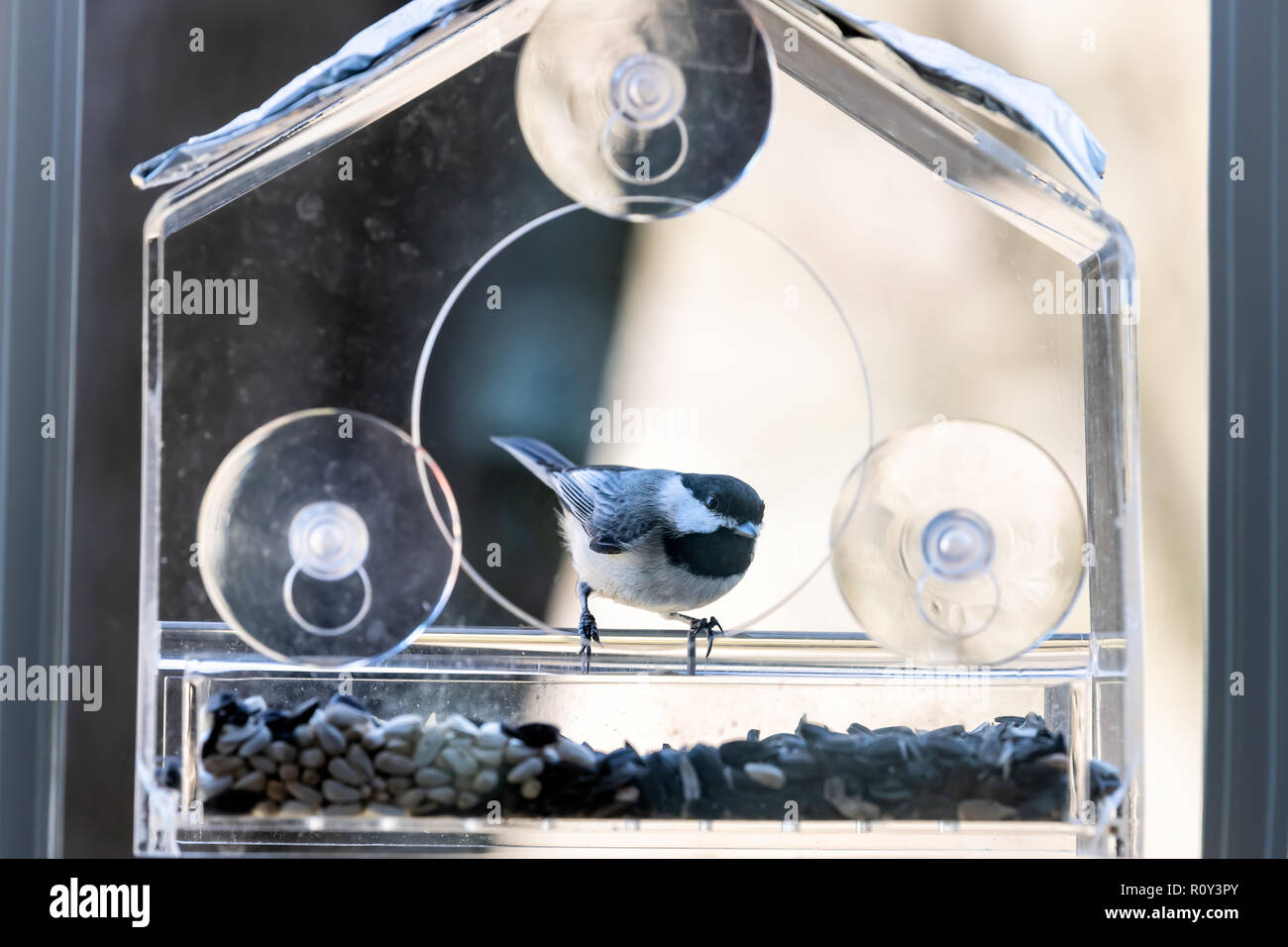 Black Capped Chickadee Eating Seeds High Resolution Stock Photography ...