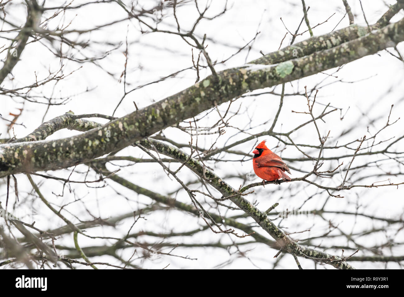 One red northern cardinal bird, Cardinalis, perched on tree branch ...