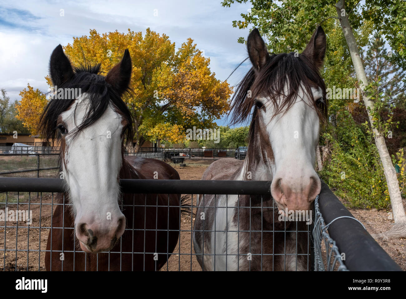 pair of horses in corral Stock Photo - Alamy