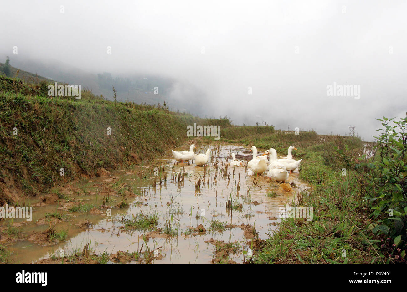 Ducks float in a rice paddy near Sapa village, Vietnam Stock Photo - Alamy