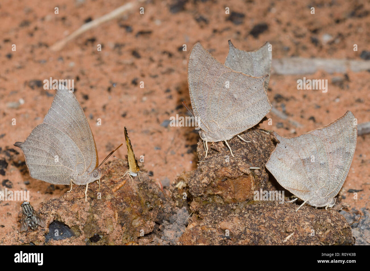 Goatweed Leafwings, Anaea andria, probing coyote scat Stock Photo - Alamy