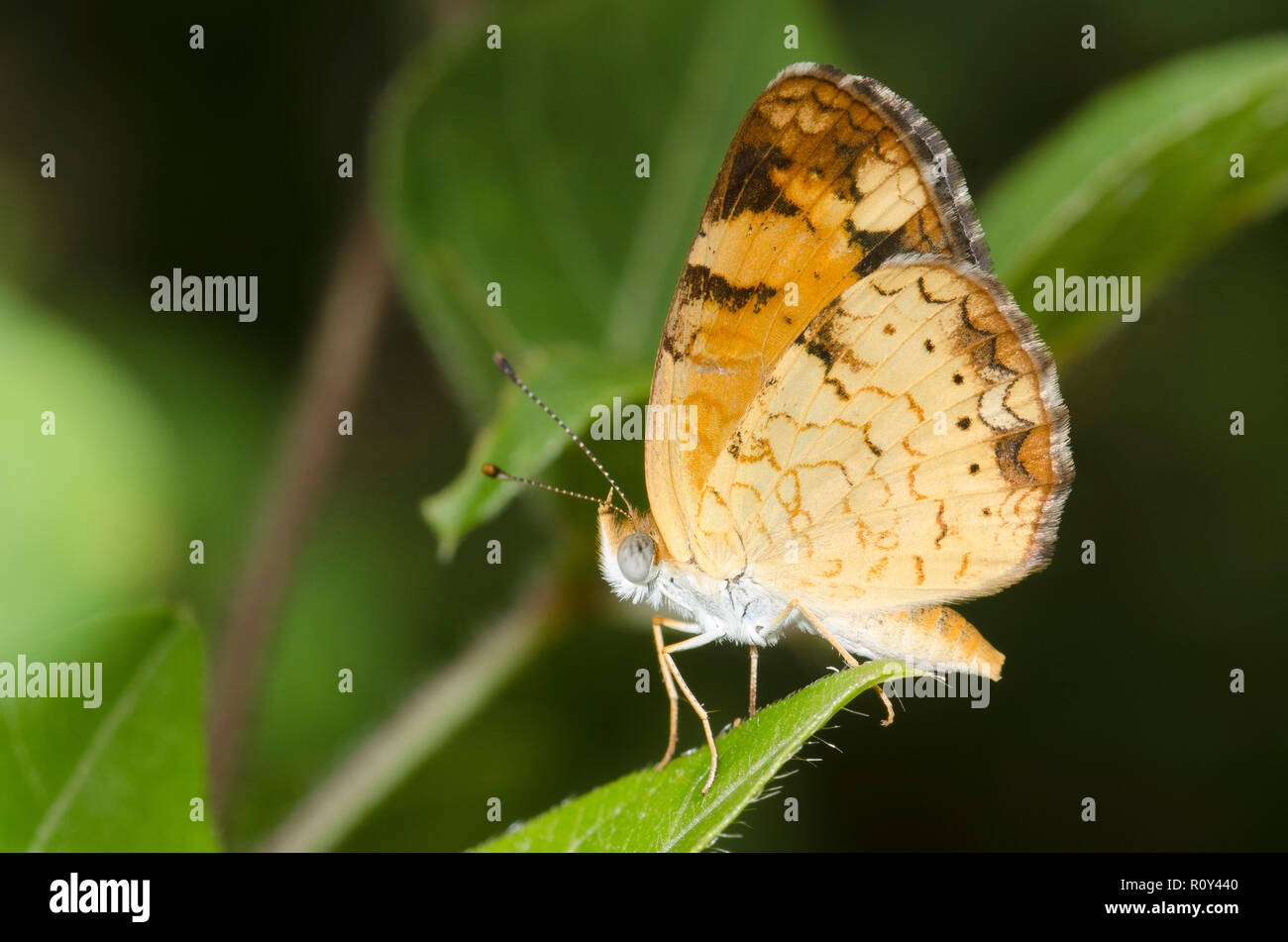 Pearl Crescent, Phyciodes tharos Stock Photo - Alamy