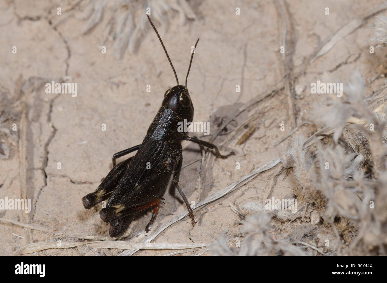 Ebony Grasshopper, Boopedon nubilum, male Stock Photo - Alamy