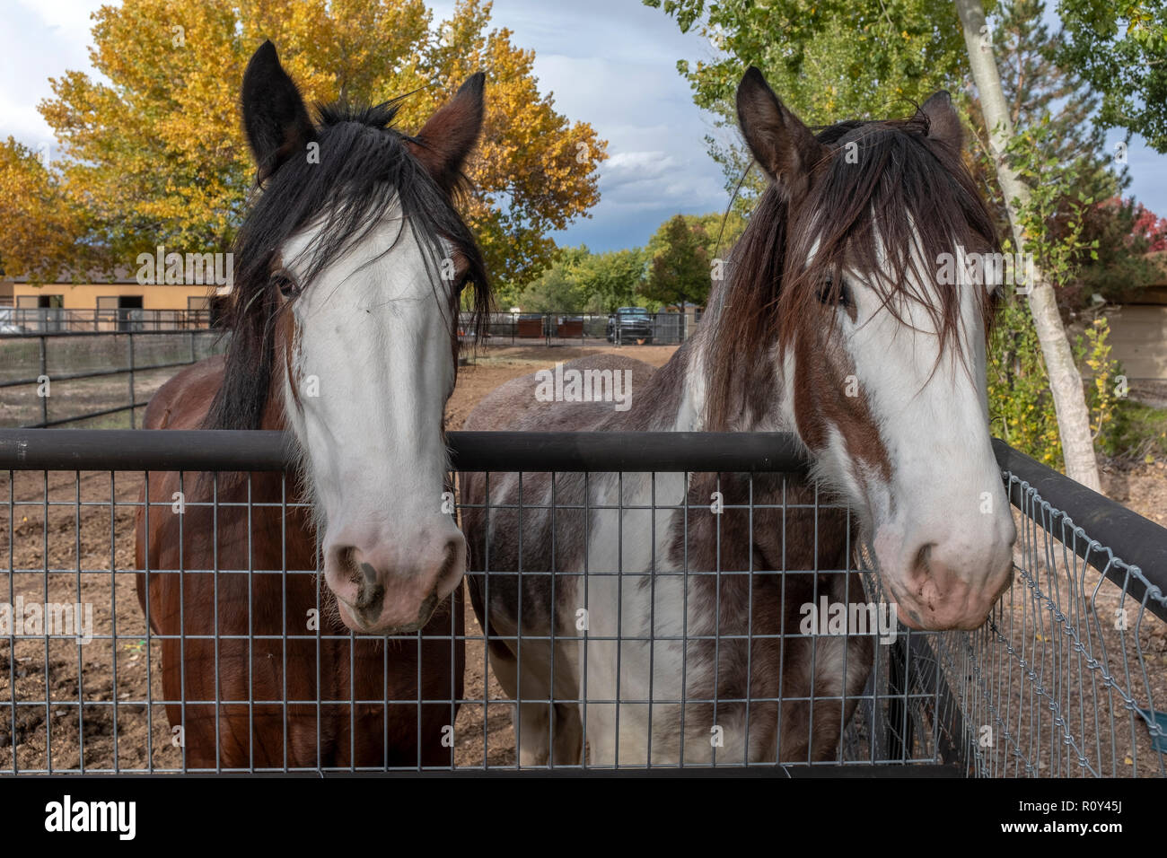 pair of horses in corral Stock Photo - Alamy