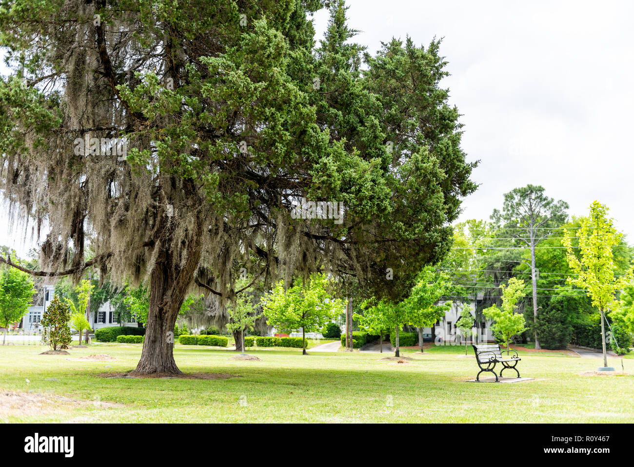 Large mossy tree branches hi-res stock photography and images - Alamy