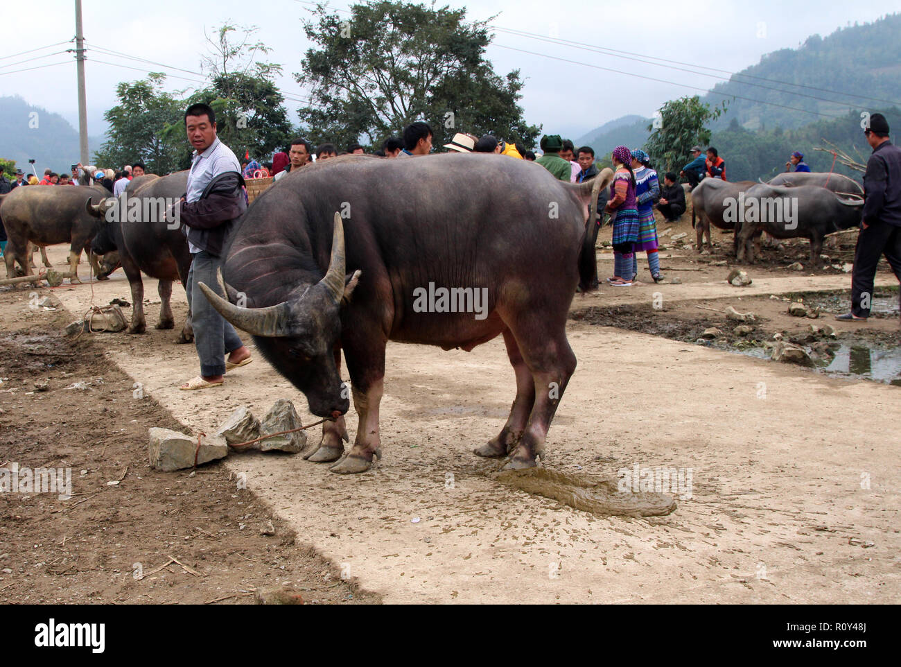 Did I do that? Water buffalo gazes at his poop at the Bac Ha Sunday ...