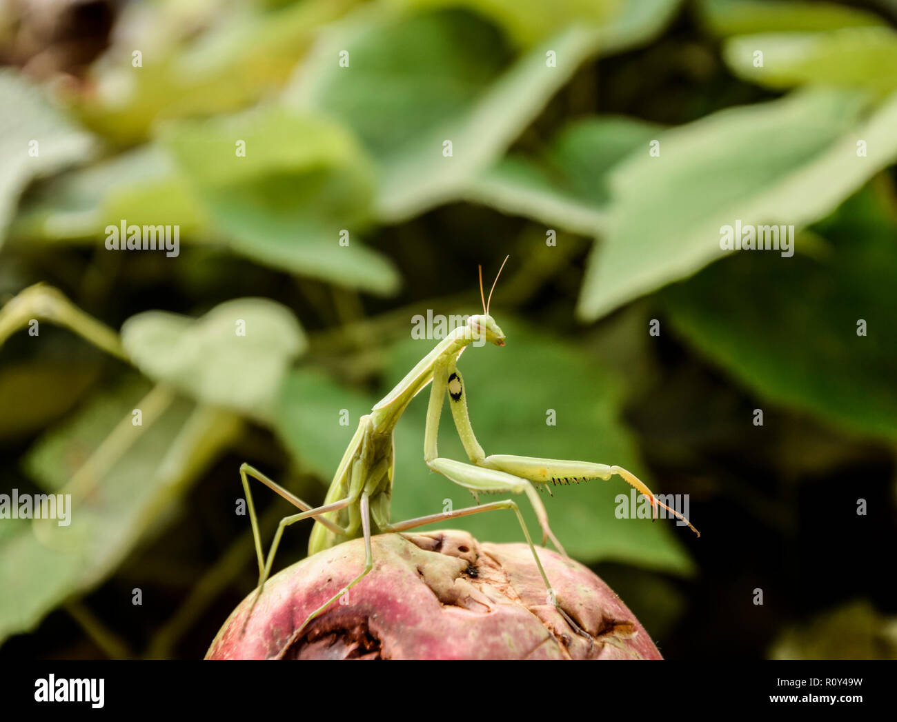The male praying mantis on the apple. Mantis looking for prey. Mantis ...