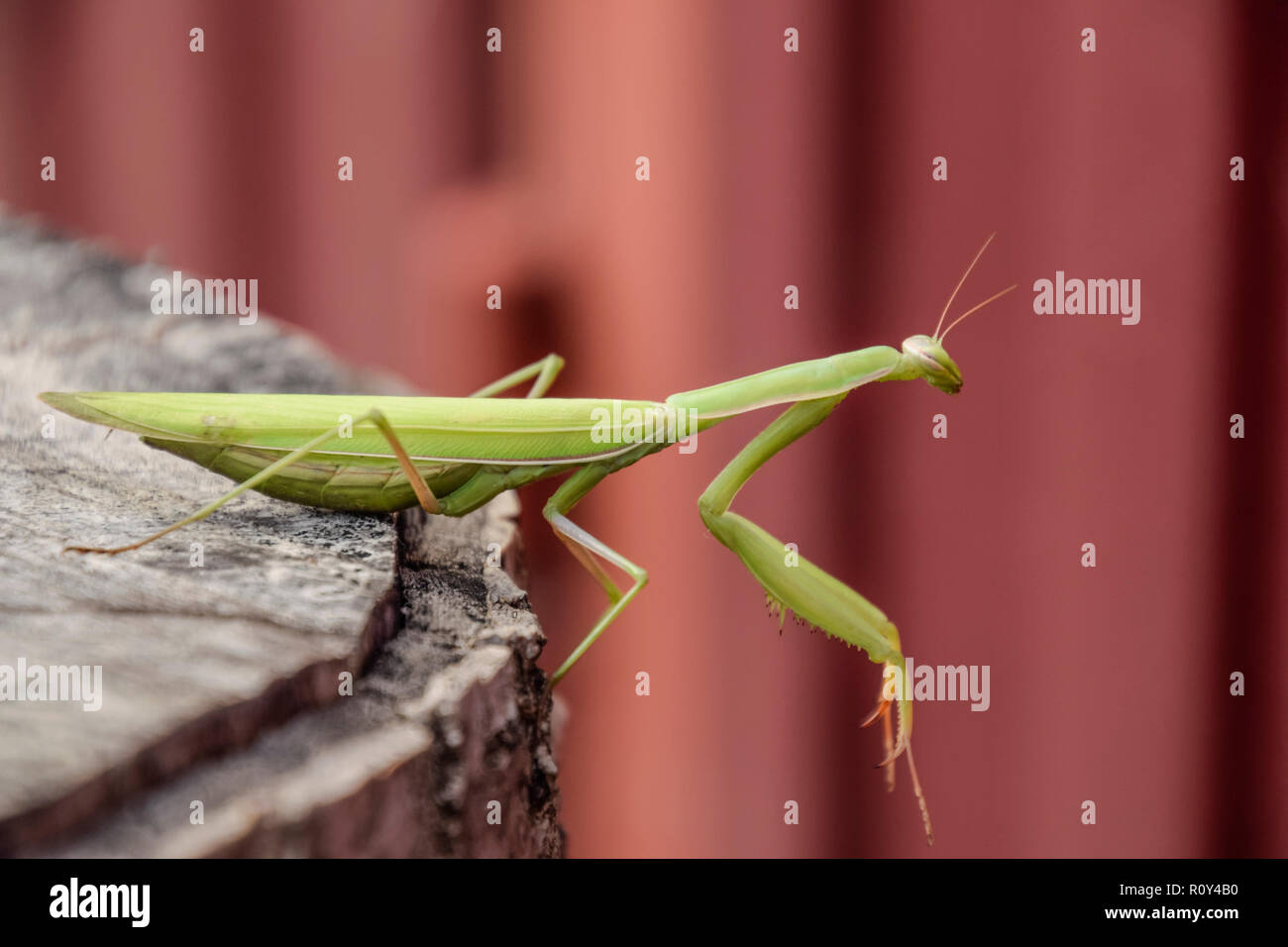 female mantis sits on a tree stump. Insect predator mantis Stock Photo ...