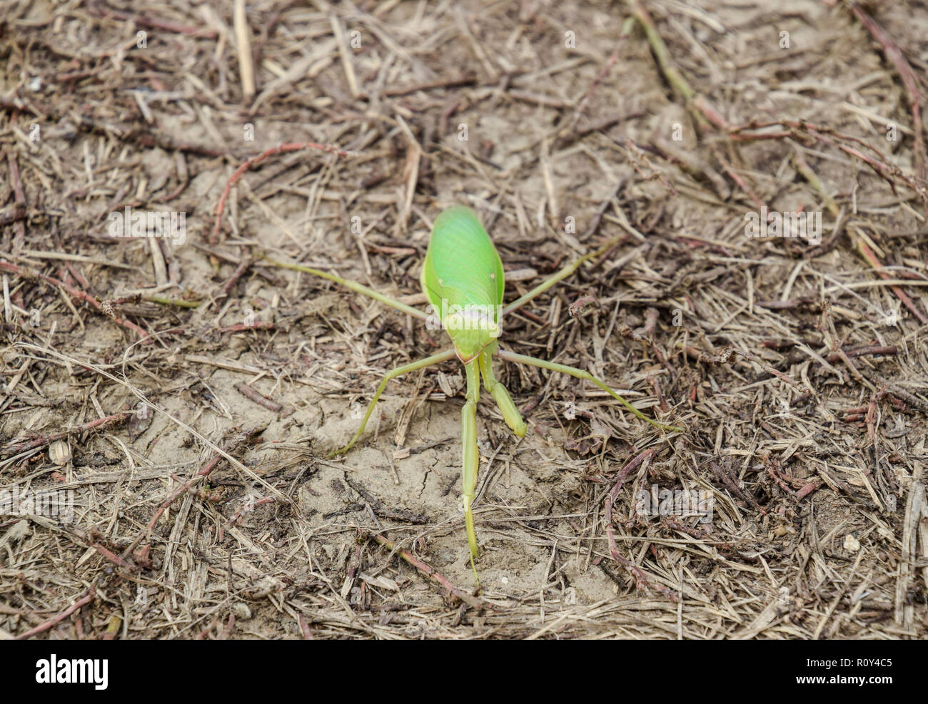 Mantis on the ground. Mantis looking at the camera. Mantis insect ...