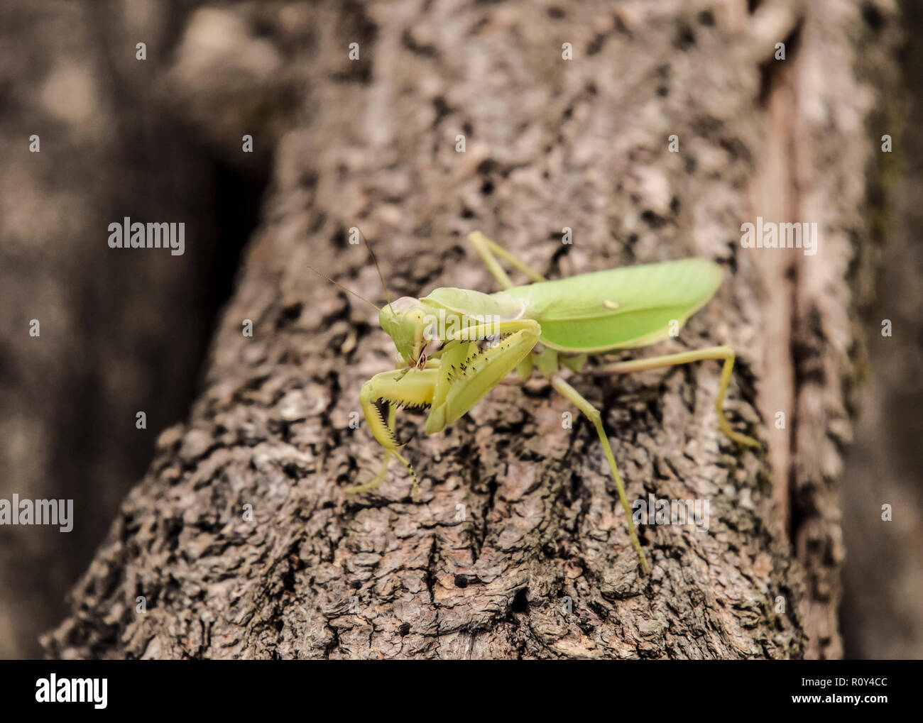 Mantis on log hi-res stock photography and images - Alamy