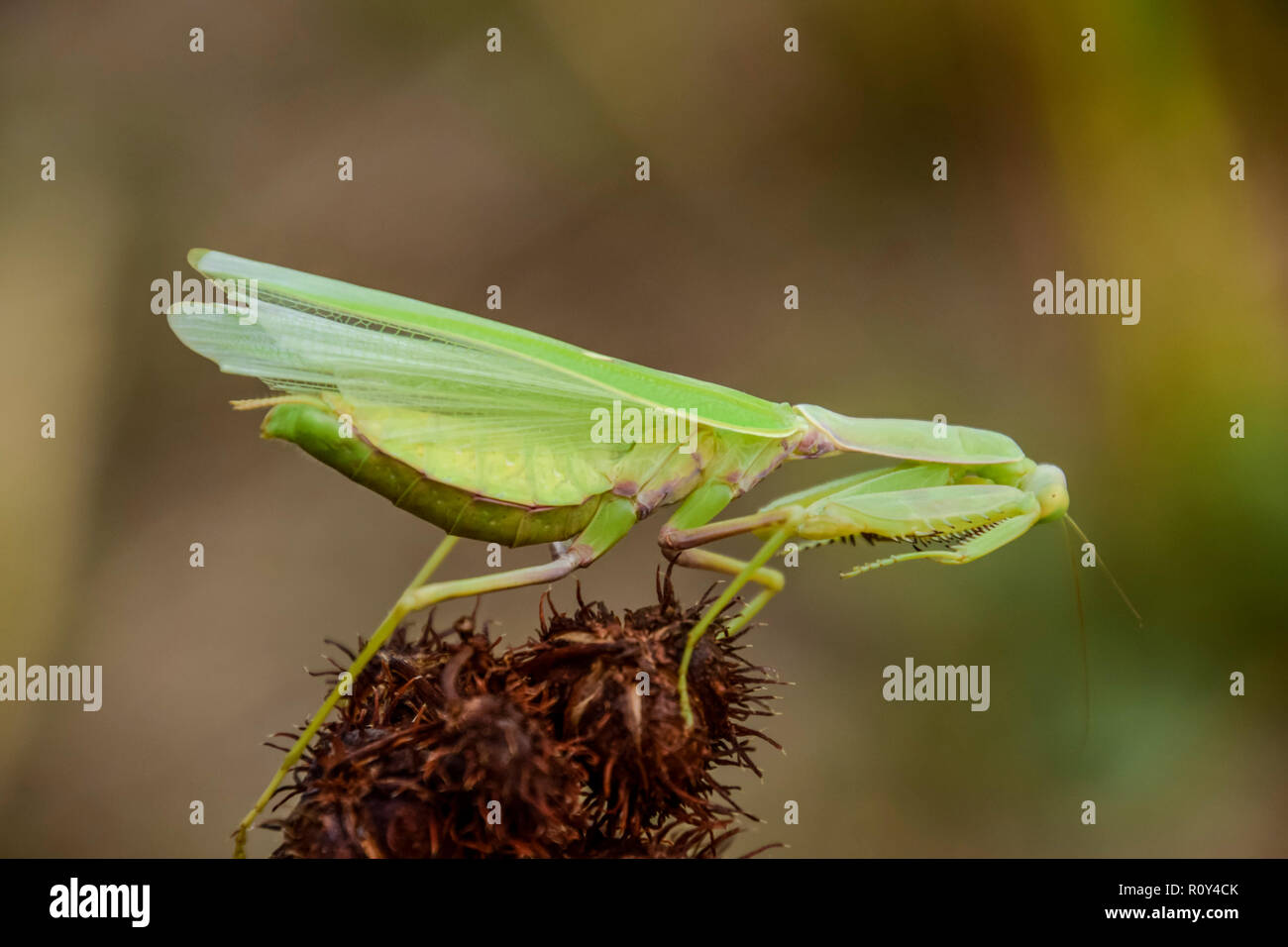 Mantis on the tong. Mating mantises. Mantis insect predator Stock Photo ...