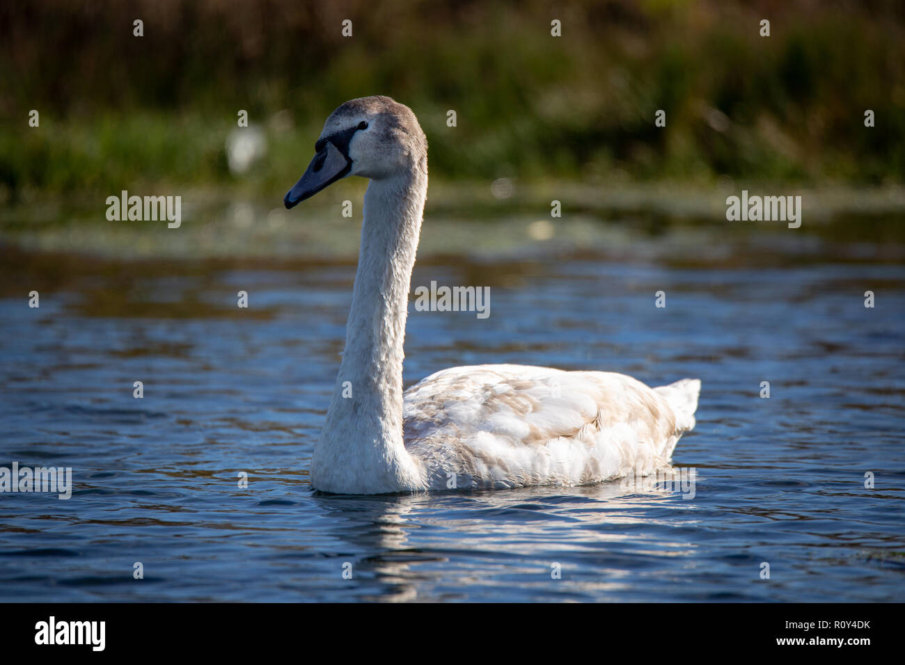 Cygnet reflection hi-res stock photography and images - Alamy