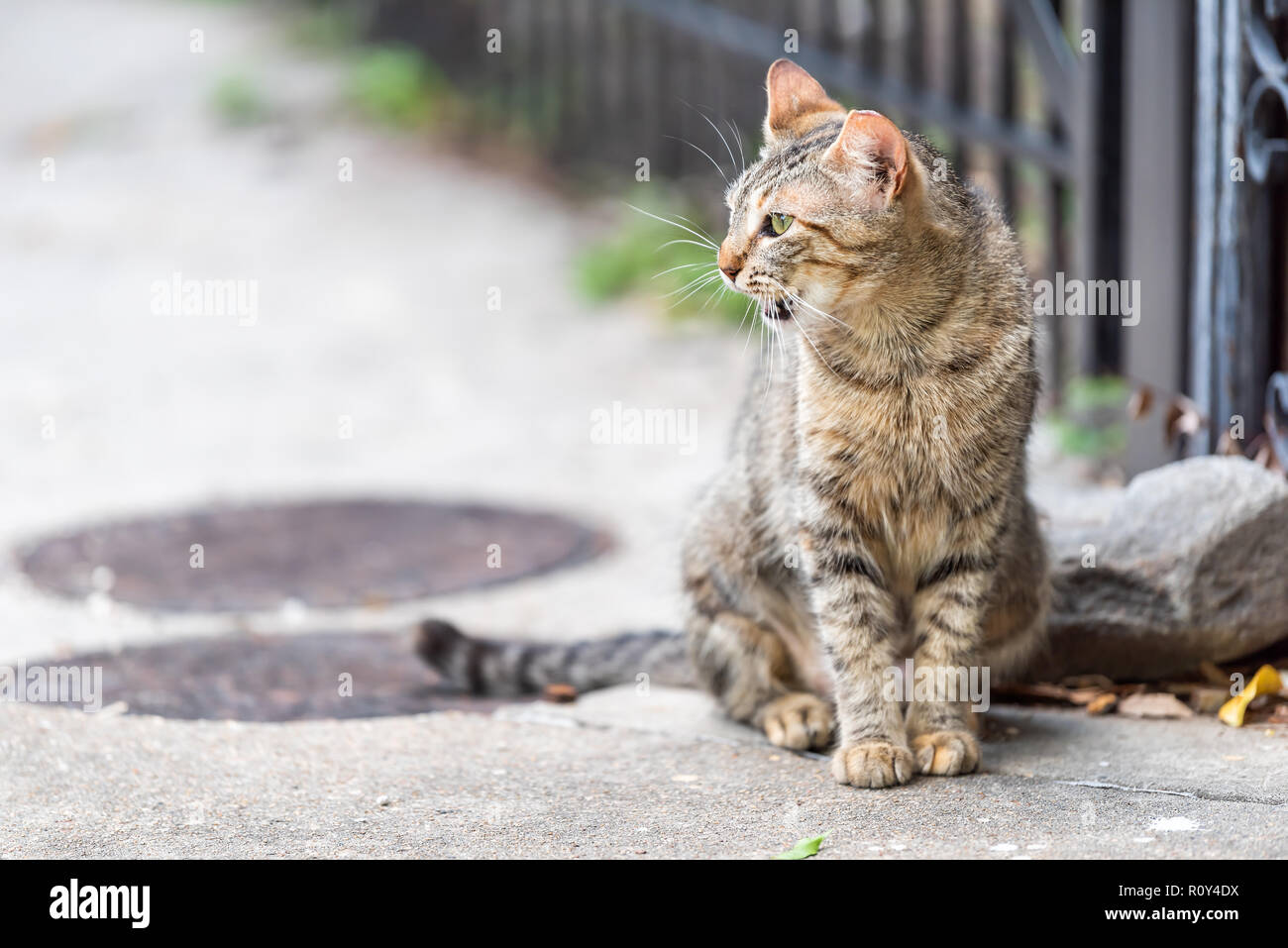 Stray tabby cat with green eyes sitting meowing, opened, opening mouth ...