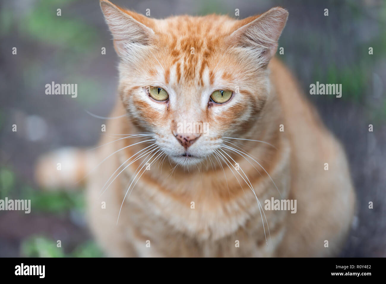 Tabby Cat Face High Resolution Stock Photography and Images - Alamy